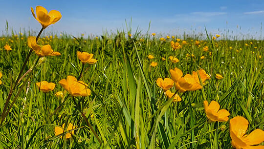 Boterbloem | De gele plant | Fleurop.nl