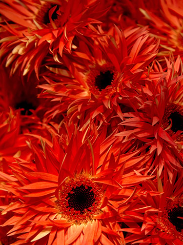 De mooiste rode bloemen | Laat je inspireren | Fleurop.nl