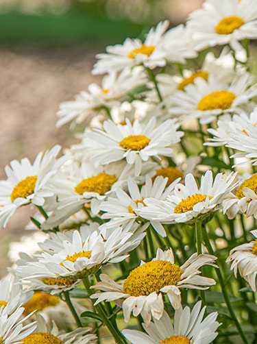 De mooiste witte bloemen | Fleurop.nl