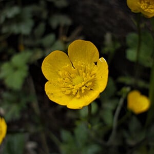 Boterbloem | De gele plant | Fleurop.nl