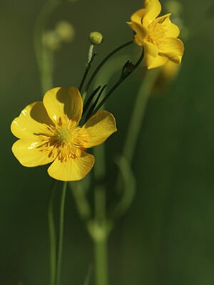 Boterbloem | De gele plant | Fleurop.nl