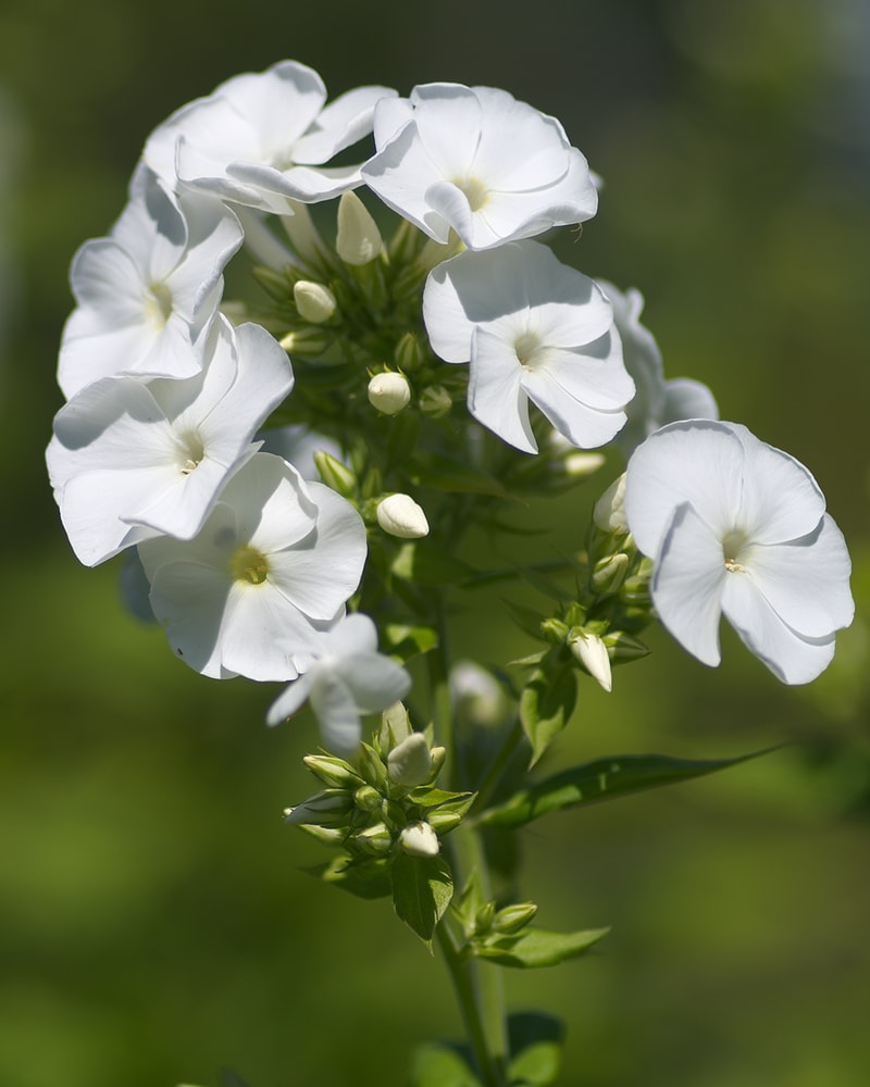 De mooiste witte bloemen | Fleurop.nl
