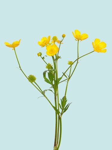 Boterbloem | Informatie over deze gele bloem | Fleurop.nl