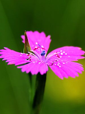 Anjer | De bloem met vele betekenissen | Fleurop.nl