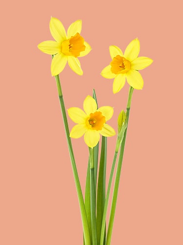 Narcis: Alles wat je moet weten + handige tips | Fleurop