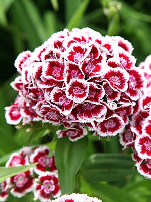 Anjer | De bloem met vele betekenissen | Fleurop.nl