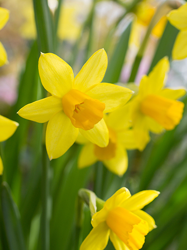 Narcis: Alles wat je moet weten + handige tips | Fleurop