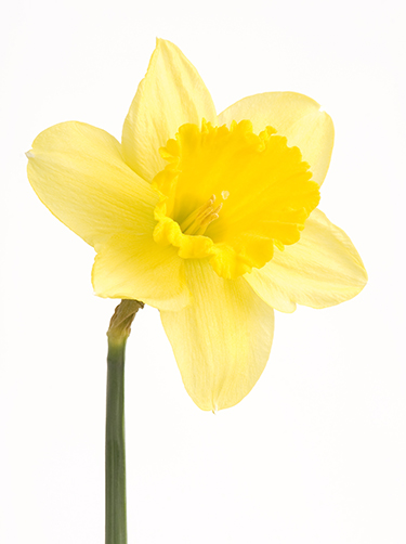 Narcis: Alles wat je moet weten + handige tips | Fleurop